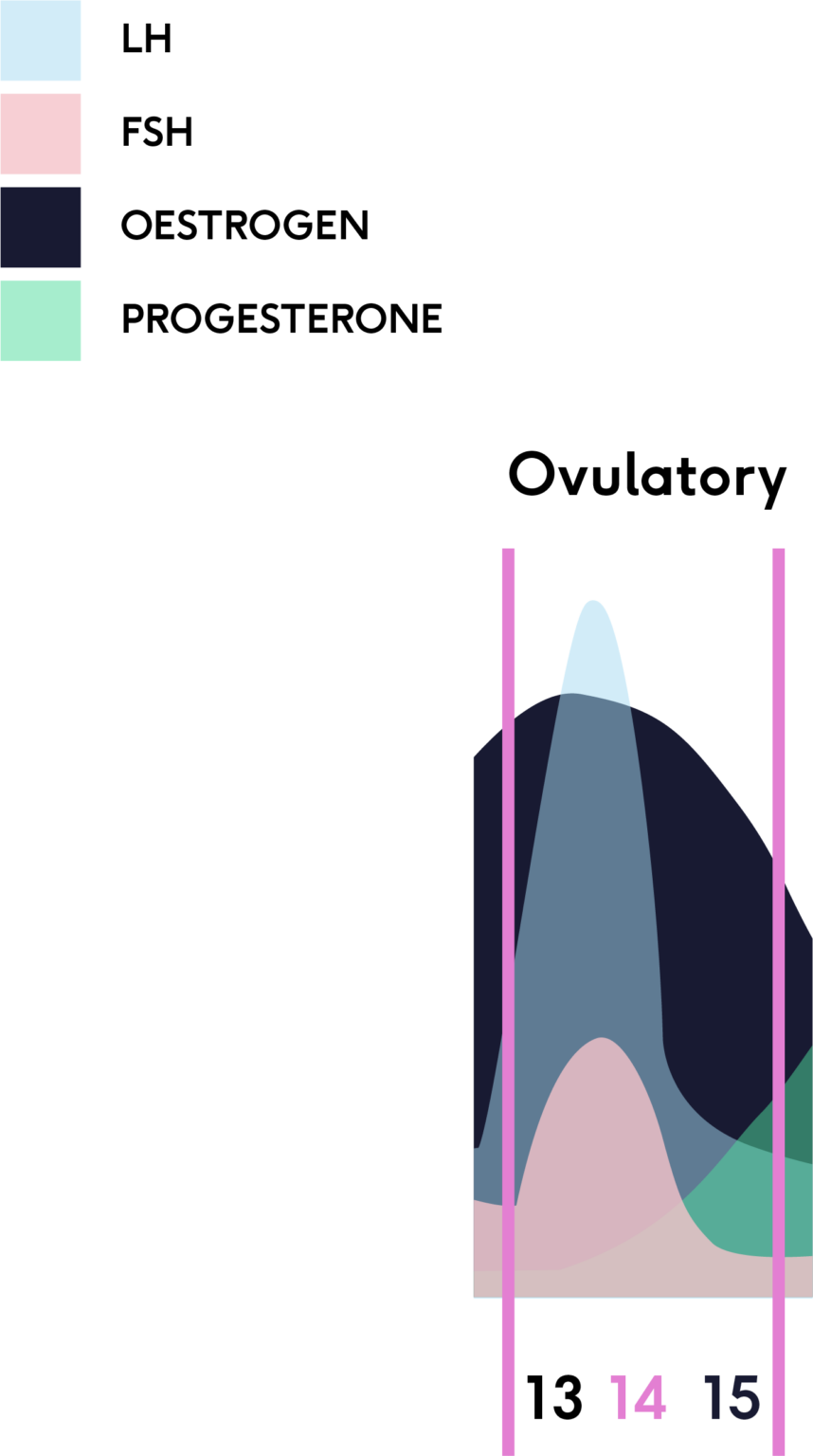Your Hormones & Menstrual Cycle Explained | The Lowdown